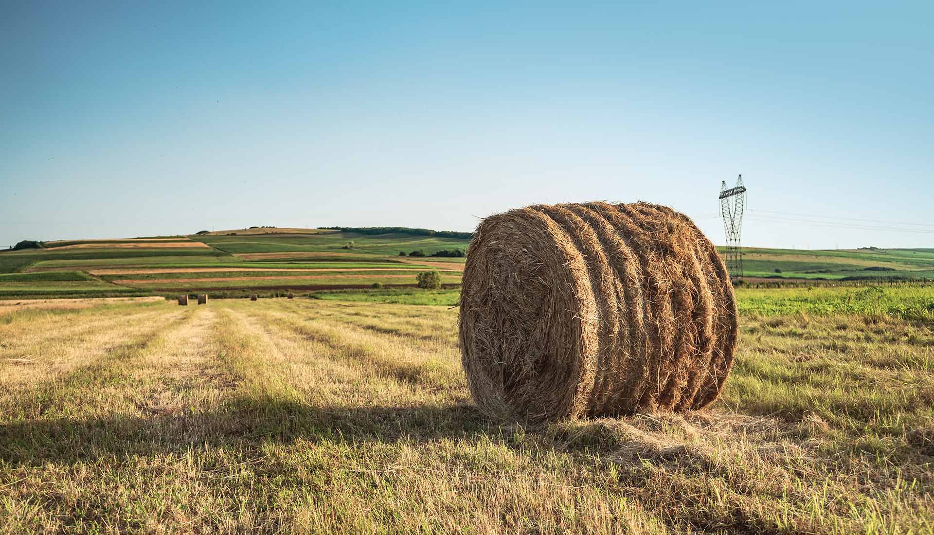 Main Home – Therapia